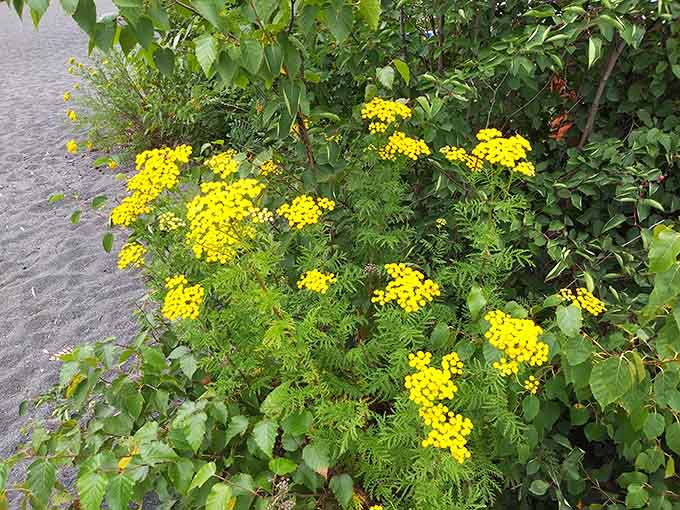 Bright yellow wildflowers blooming against dark sand prove that nature has a genuinely wonderful sense of contrast.