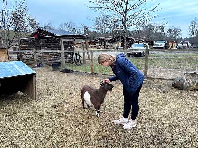 Miniature goat, maximum personality. This little character greets visitors like a tiny, enthusiastic welcoming committee.