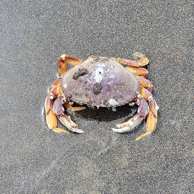 Even the crabs at Bob Straub look like they know they're living somewhere special. Can't blame them one bit.