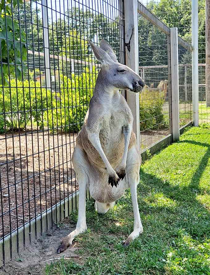 This kangaroo's casual stance suggests it's contemplating life's big questions, or maybe just lunch.