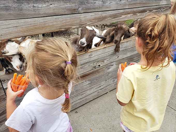 Kids armed with carrots, goats ready to negotiate. This is diplomacy at its most adorable and chaotic.