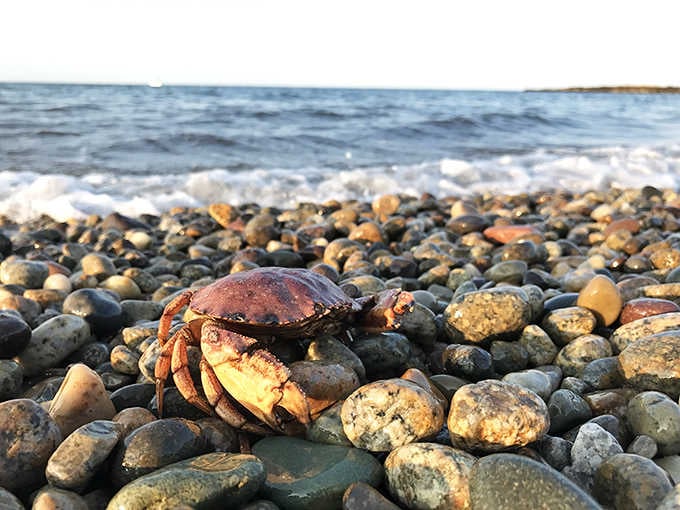 A Brant Rock crab going about his day, completely unbothered and honestly living his best life on the rocks.