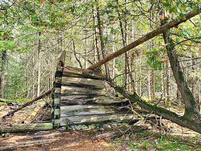 The weathered logs of old cabin ruins stand nestled in the woods, sharing a fascinating glimpse into the past.