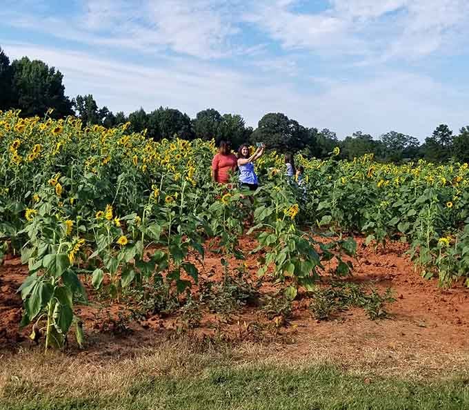 When the sunflower field is this good, phones come out immediately. No one can be blamed for that reaction.