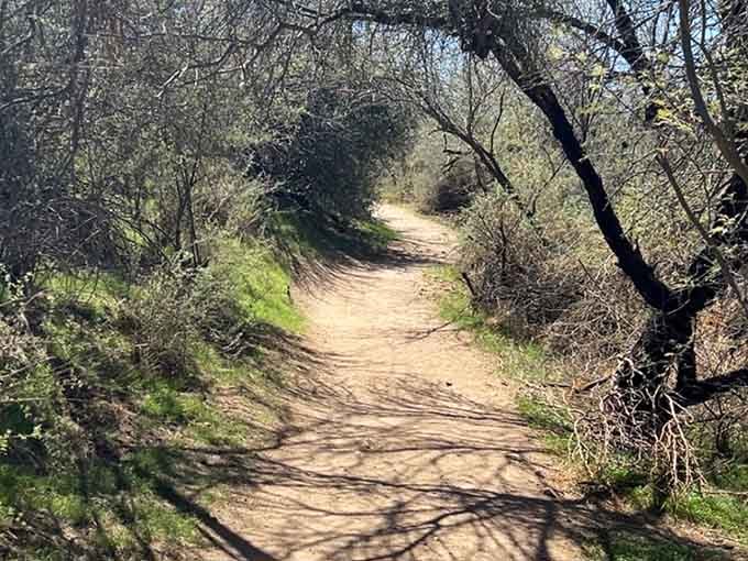 Shaded trails offer respite while delivering scenery that makes every step absolutely worth the effort.