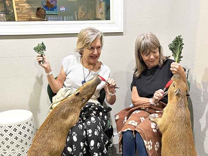 Two visitors discover that hand-feeding a capybara kale is the most satisfying thing they've done all week.