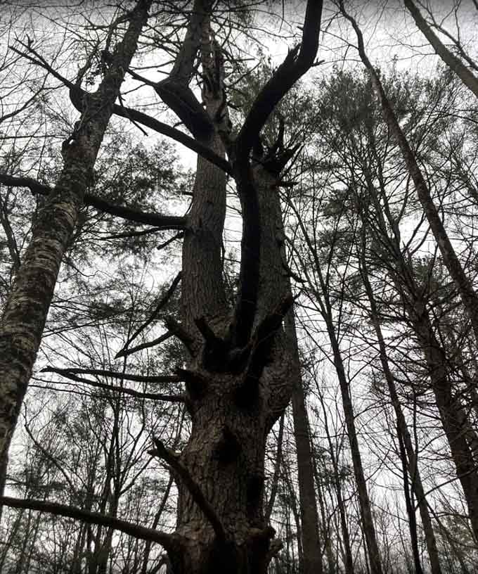 Some trees on this trail have clearly been around long enough to have opinions about everything. Respect your elders.