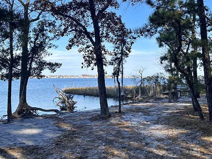 Pine trees framing a bay view through driftwood, like someone designed a postcard and forgot to charge admission.