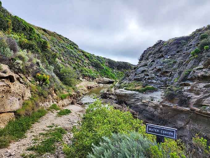 Water Canyon, where the island's green heart meets the sea in a surprisingly lush California landscape.