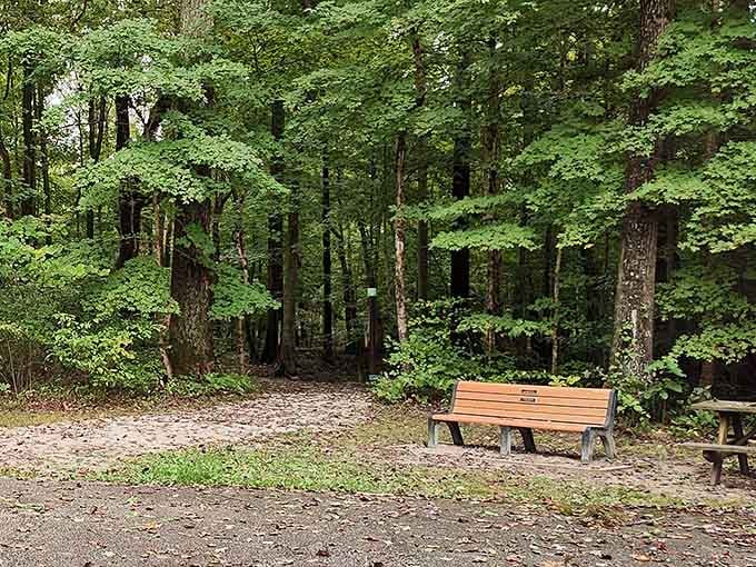 Sometimes the best seat in the house is just a simple bench surrounded by trees that have stories to tell.