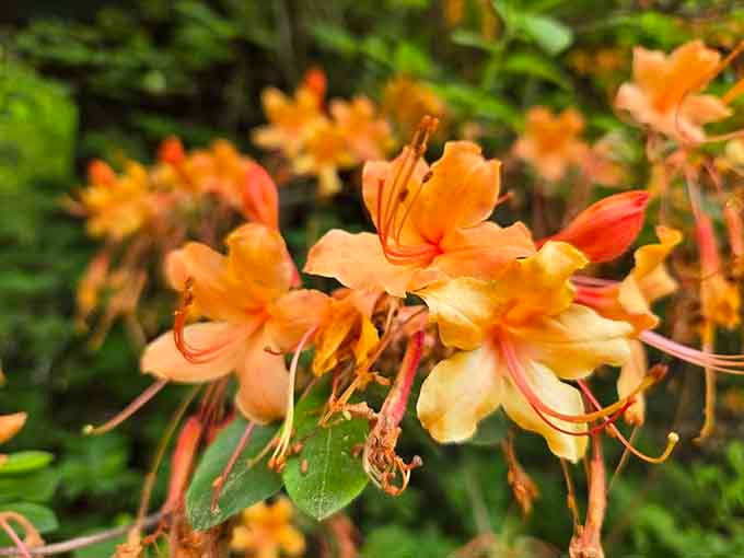 Wild flame azaleas blooming along the trail. Nature here doesn't hold back, and honestly, neither should you.