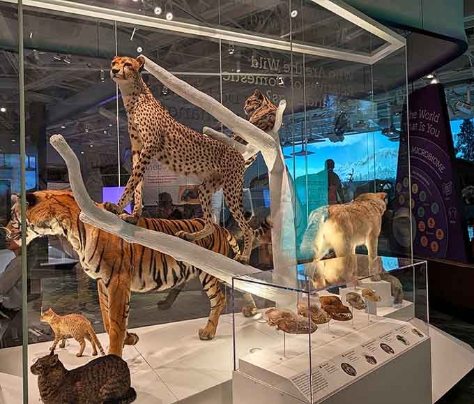 From cheetahs to saber-toothed cats, this glass case holds nature's most jaw-dropping lineup of wild predators.