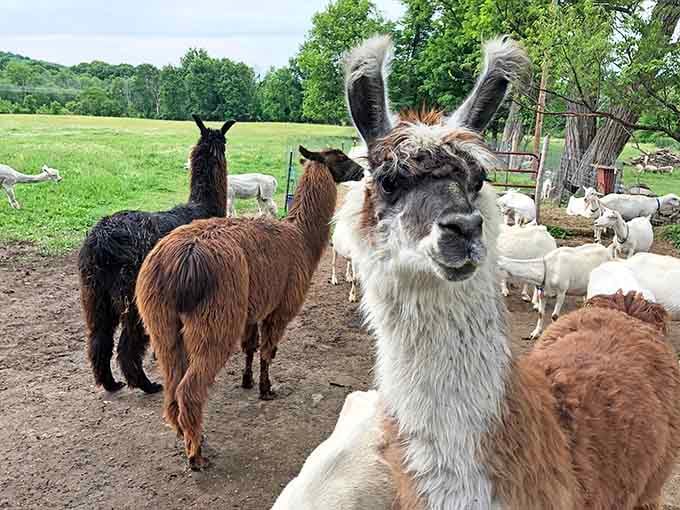 That llama in the front just turned around and looked directly into your soul. Respect.