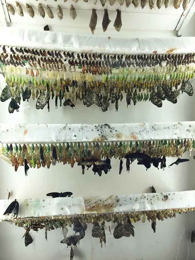 The complete metamorphosis on display, from caterpillar to chrysalis to butterfly, nature's most dramatic makeover show in real time.
