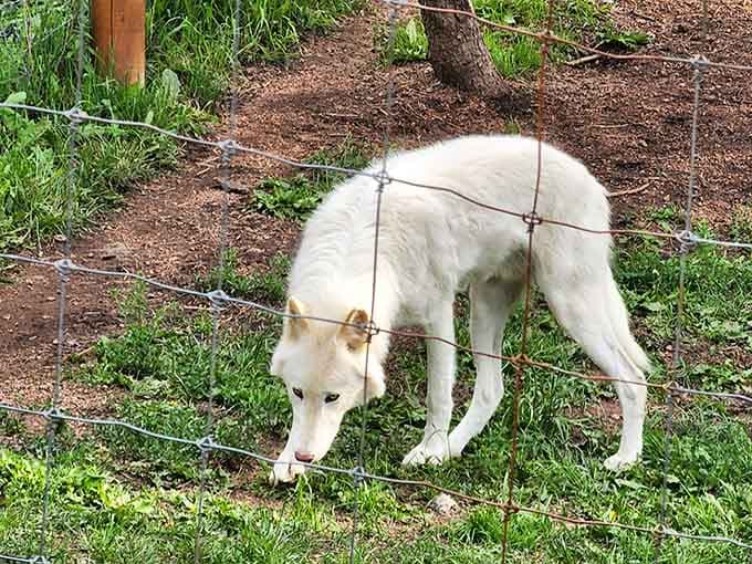 Arctic white and absolutely stunning, this wolf could sell shampoo commercials if the modeling thing doesn't work out.