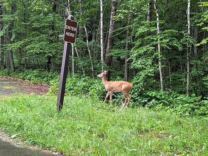 Even the deer know where to find the best entrance, though they never pay the admission fee.