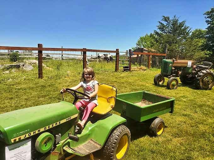 Future farmer in training, grinning behind the wheel of a classic John Deere, with real bison grazing just beyond the fence.