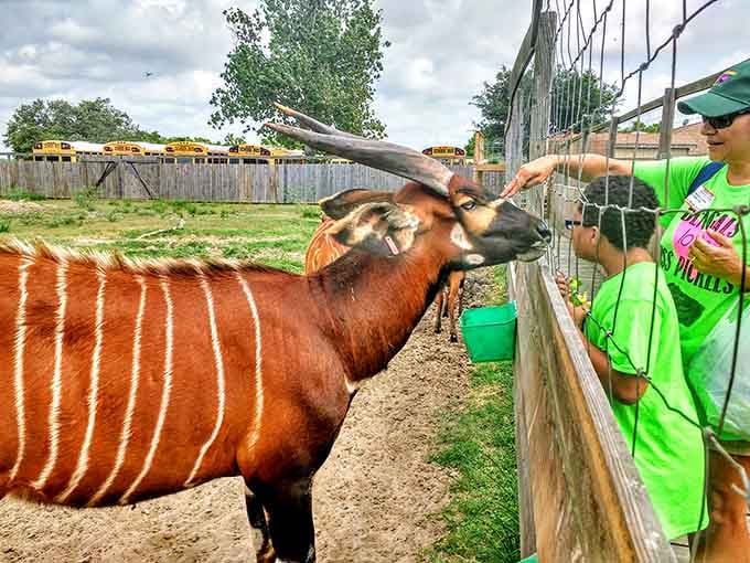 A striking bongo antelope leans its magnificent spiral horns toward a delighted kid, turning a field trip into pure wildlife magic.
