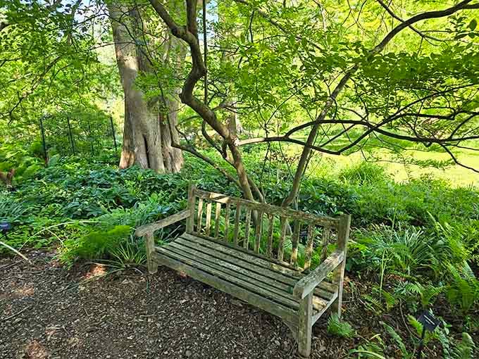 A bench under the trees where you can pretend you're in a period drama, minus the corsets.