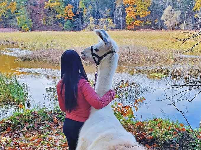 Standing beside a llama at the water's edge in full fall color is the upstate New York moment you didn't know you needed.