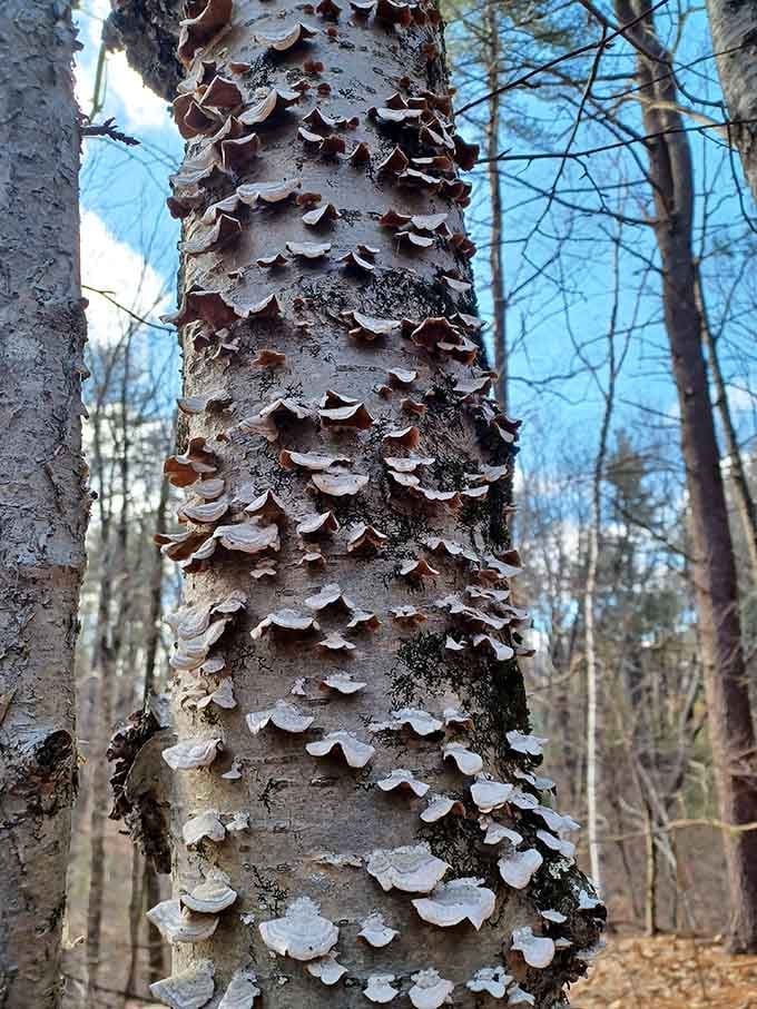 Nature's own shelf decoration, growing right out of the bark like it pays rent there.