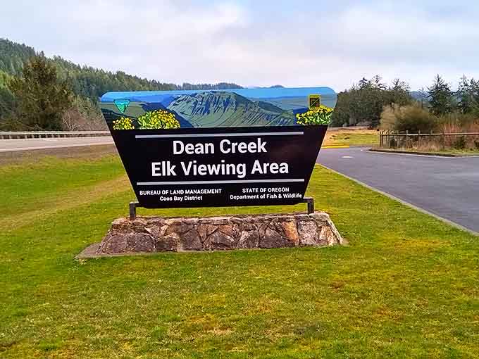 The sign says elk viewing area, but your heart will call it something closer to a miracle.