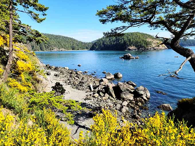 Yellow wildflowers frame a rocky cove so pretty it almost feels like cheating to visit.