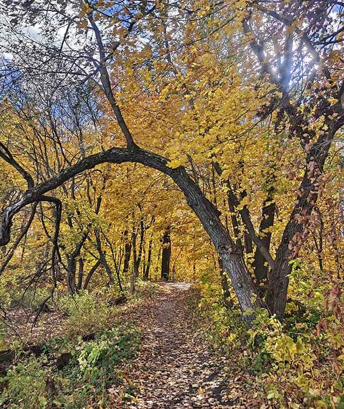 When the trees arch overhead like golden cathedral windows, you slow down whether you planned to or not.