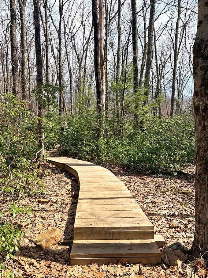The boardwalk winds through wetlands like nature's own yellow brick road, minus the flying monkeys thankfully.
