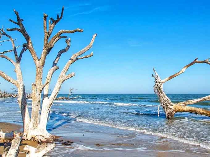 Bleached driftwood sculptures dot the shoreline like nature's own art installation, admission free, cameras highly encouraged.