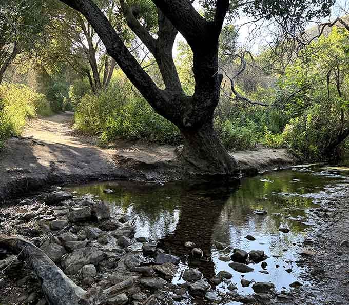 A gnarled old tree leans over a glassy creek pool, perfectly still and completely unbothered by your schedule.
