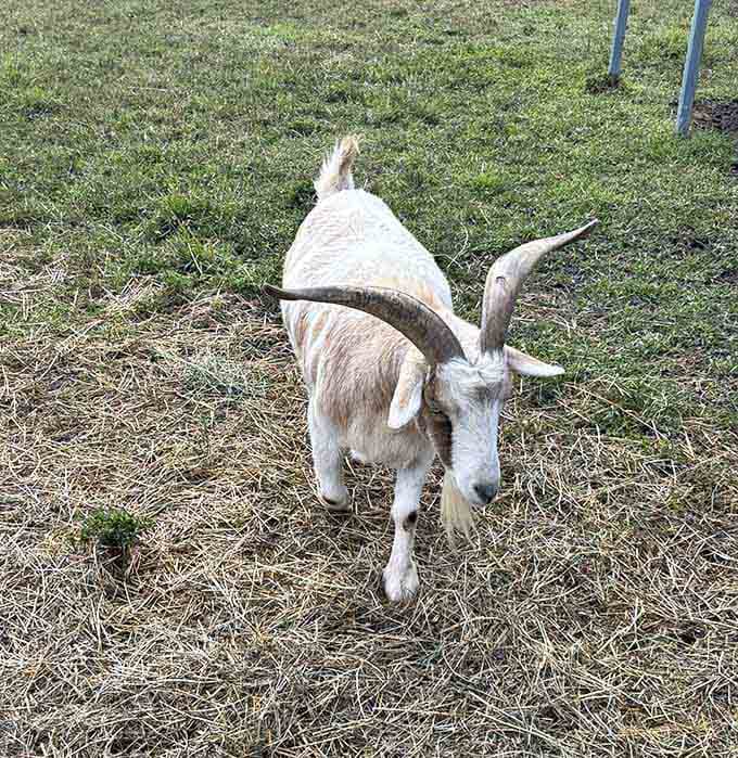 This goat has impressive horns, a confident stride, and absolutely zero interest in your opinions.