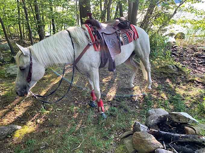 Even the horses know this park is special. This one looks considerably more relaxed than most New Jersey commuters.