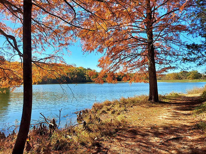Bald cypress trees in full autumn fire, framing the lake like nature hired a very talented decorator.