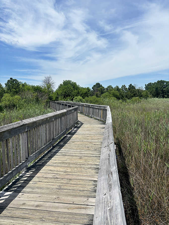 The boardwalk curves gently through the marsh grasses, as if nature itself designed a walking path just for your afternoon off.