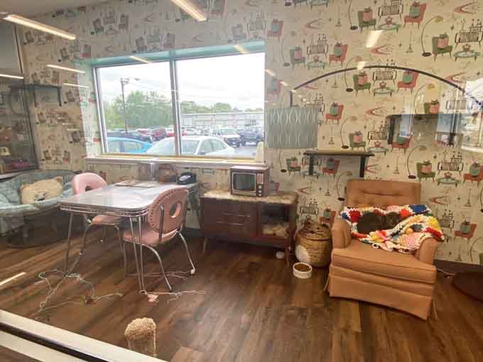 Retro wallpaper, a vintage TV, and mid-century furniture. This cat room is honestly better decorated than most apartments.