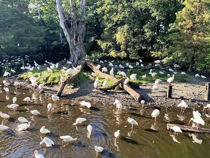 A gathering of white ibises so dense and peaceful it looks like nature called a very important meeting.