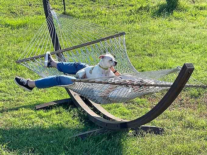 The hammock is calling, the dog already answered, and honestly, both of them have the right idea about how to spend an afternoon.