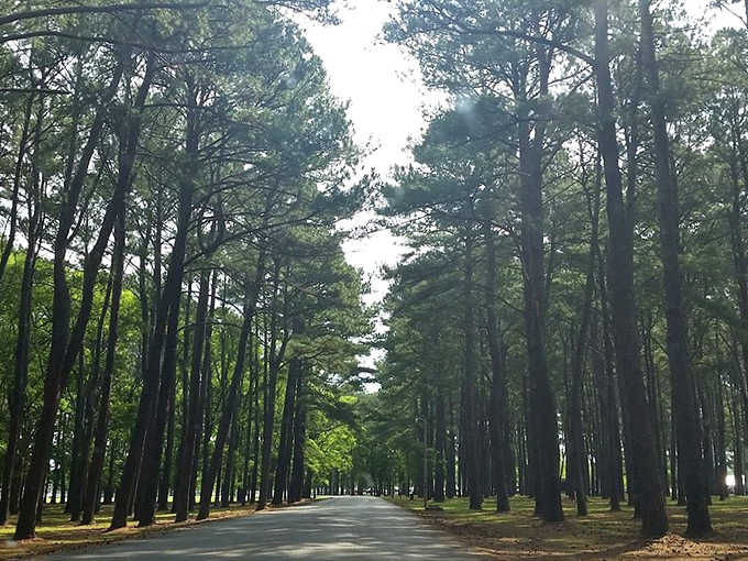 Tall pines lining a quiet road, reminding you that nature's best scenery doesn't come with a subscription fee.