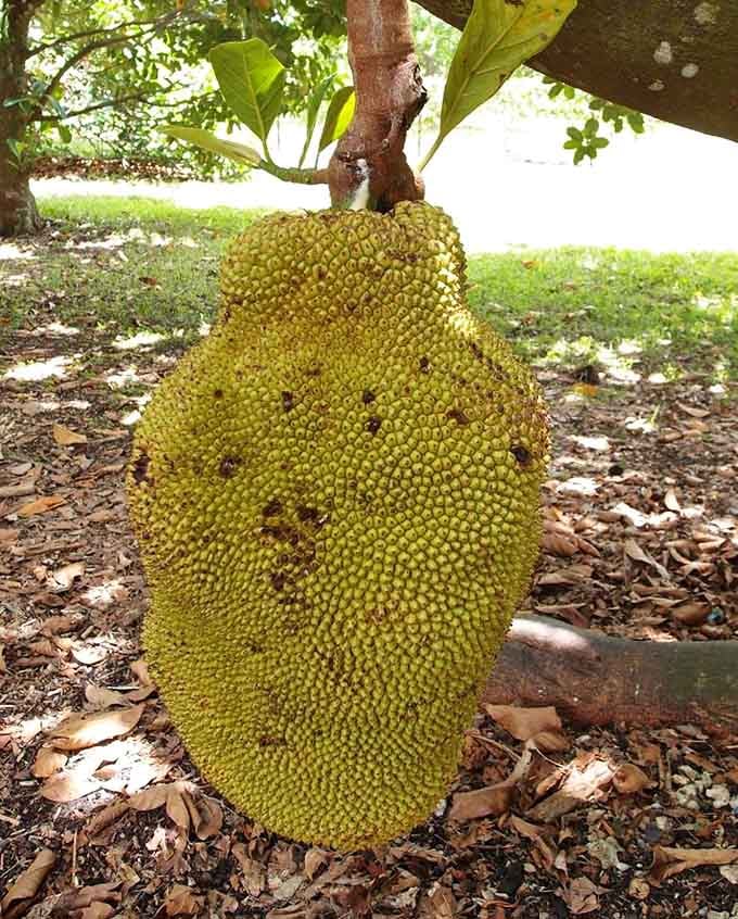 The jackfruit is the largest tree-borne fruit on earth, and seeing one in person will genuinely stop you cold.