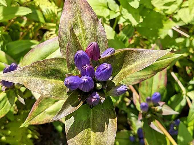 Bottle gentian flowers in deep purple, clustered tight like tiny fists, proving nature has a flair for the dramatic.