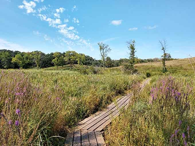 Wooden boardwalk winds through wildflowers like a yellow brick road leading to prairie paradise and perfect photo opportunities.