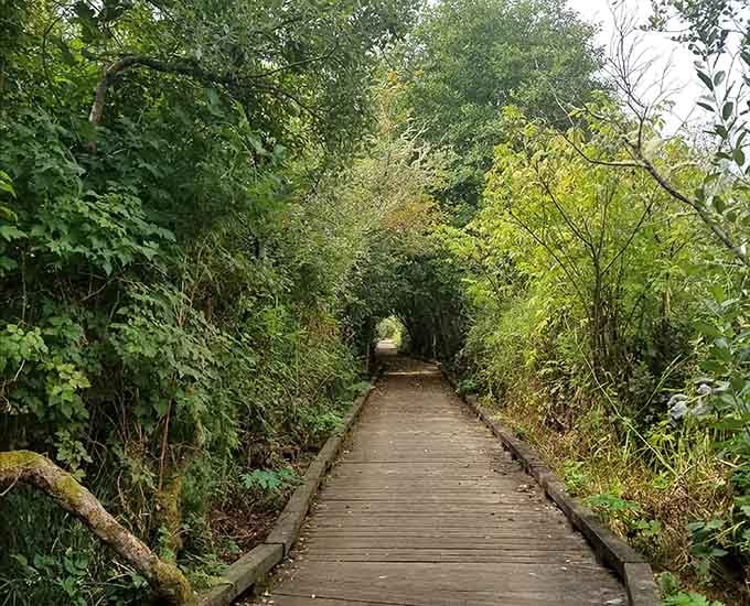 The Sandpiper Trail winds through trees like a secret passage, minus the hidden treasure and dramatic background music.
