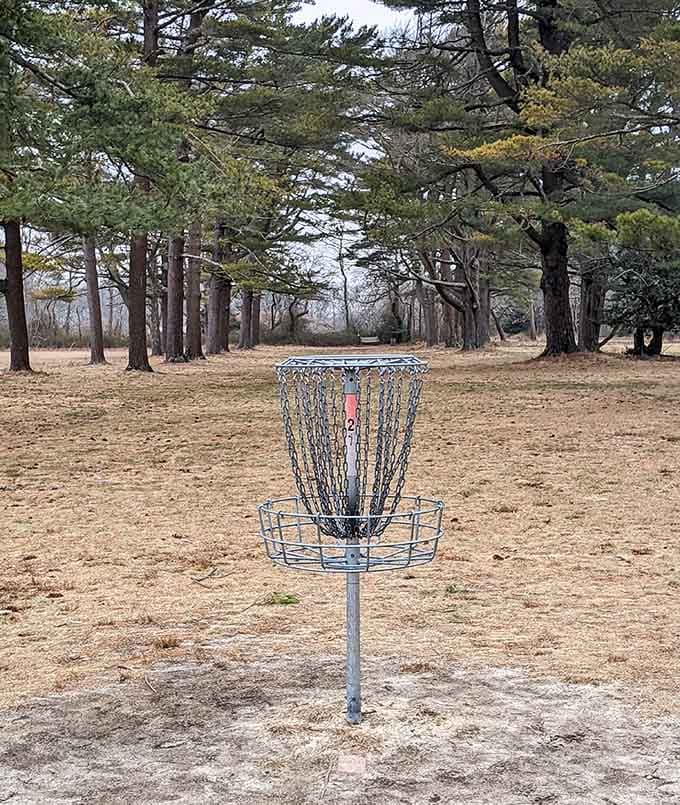 A disc golf basket standing alone among the pines, because apparently Heckscher decided one sport wasn't enough.
