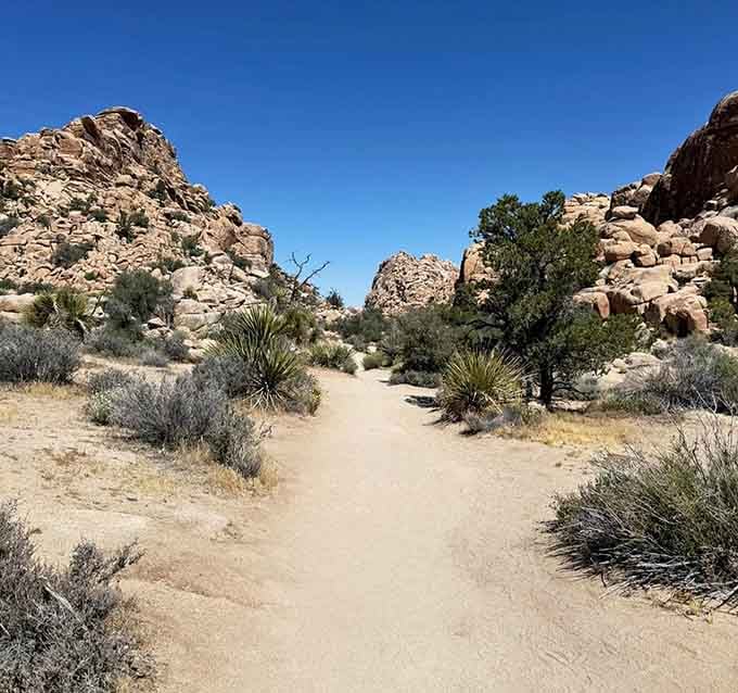 Sandy paths wind through Joshua tree groves, proving that easy trails can still deliver spectacular scenery.