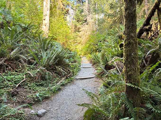 Sunlight filtering through ferns onto a winding gravel path &mdash; every step forward feels like a small reward.