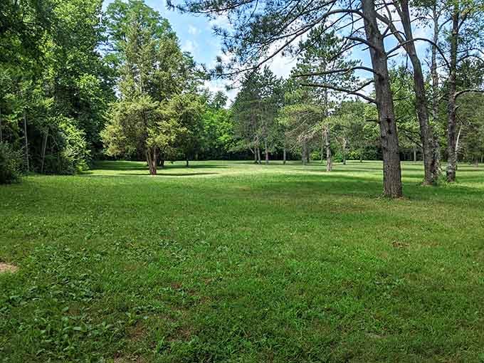 Wide open green space framed by tall pines &mdash; the kind of view that resets everything instantly.