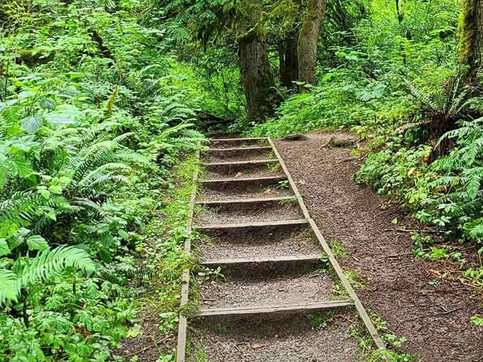 Wooden steps climbing through a wall of ferns and moss, like a staircase built specifically for forest daydreaming.