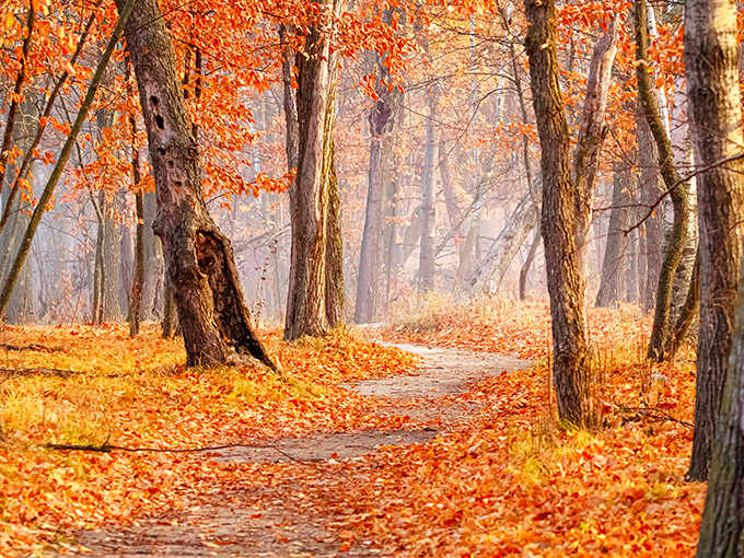 Orange leaves, morning mist, and a path that disappears into the trees like a very good secret.