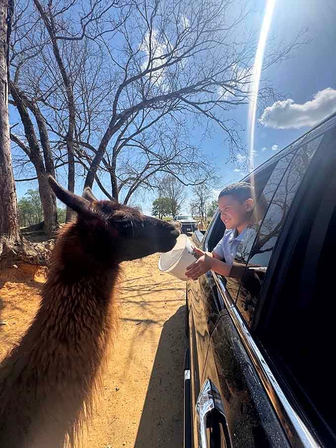 A llama, a feed bucket, and one very happy kid. This is peak childhood, right here.